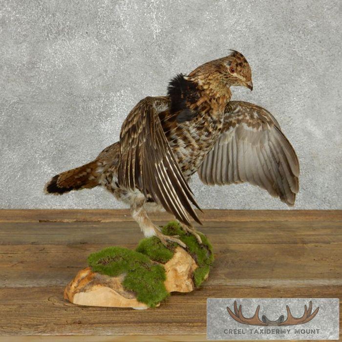 Standing Ruffed Grouse Taxidermy Mount - Creel Taxidermy