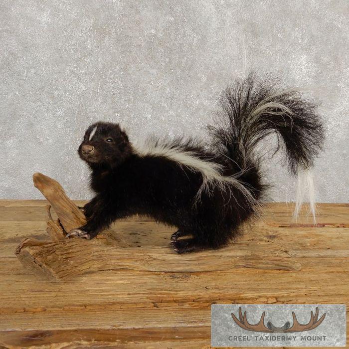 Adolescent Striped Skunk Taxidermy Mount For Sale - Creel Taxidermy