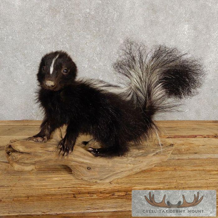 Adolescent Striped Skunk Taxidermy Mount For Sale - Creel Taxidermy