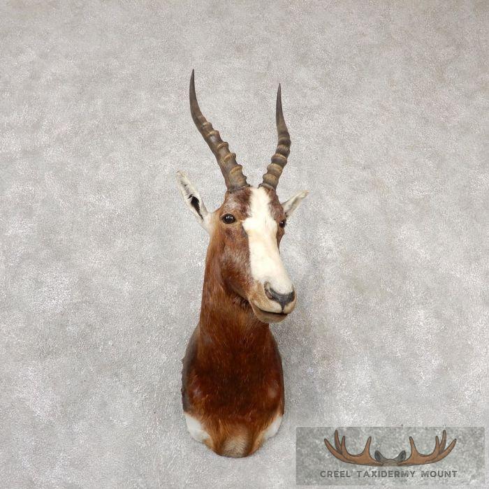 African Blesbok Taxidermy Shoulder Mount For Sale - Creel Taxidermy