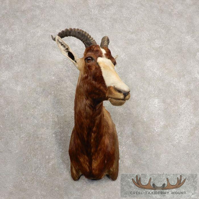 African Blesbok Taxidermy Shoulder Mount For Sale - Creel Taxidermy
