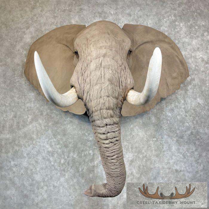 African Elephant Replica Taxidermy Shoulder Mount For Sale - Creel ...