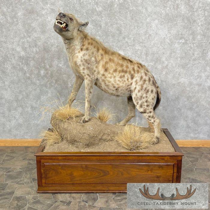 Spotted Hyena Life-Size Taxidermy Mount For Sale - Creel Taxidermy