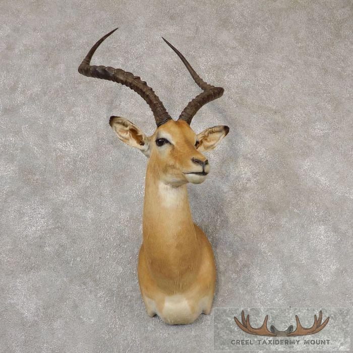 African Impala Shoulder Taxidermy Mount For Sale - Creel Taxidermy