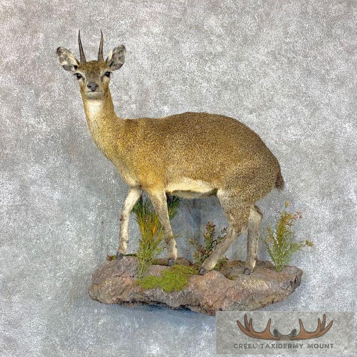 african klipspringer