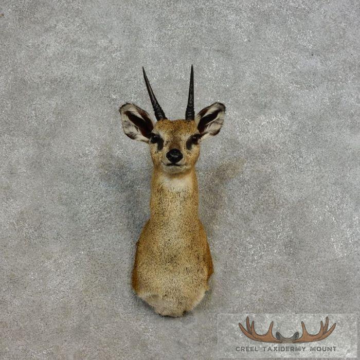 african klipspringer