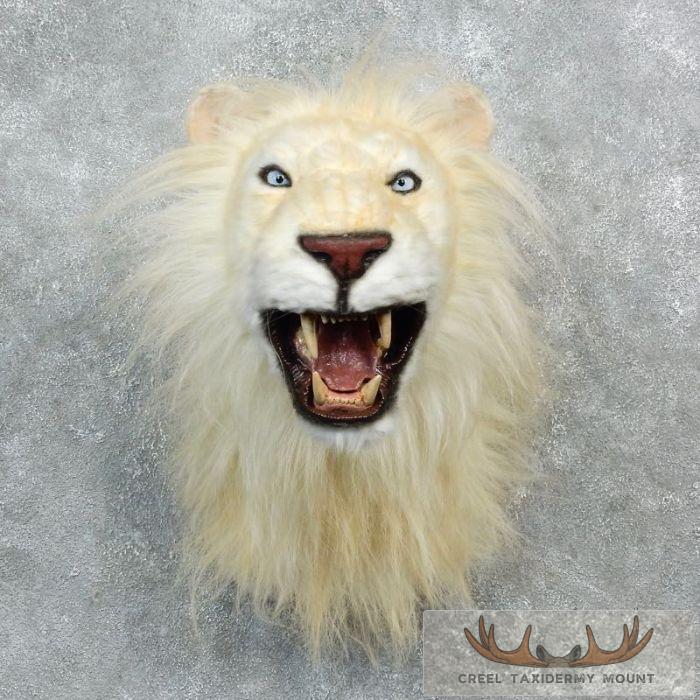 Reproduction African Lion Taxidermy Shoulder For Sale - Creel Taxidermy