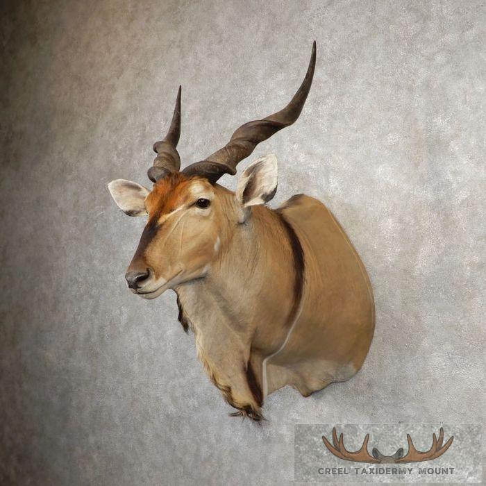 Lord Derby Giant Eland Taxidermy Shoulder Mount For Sale - Creel Taxidermy