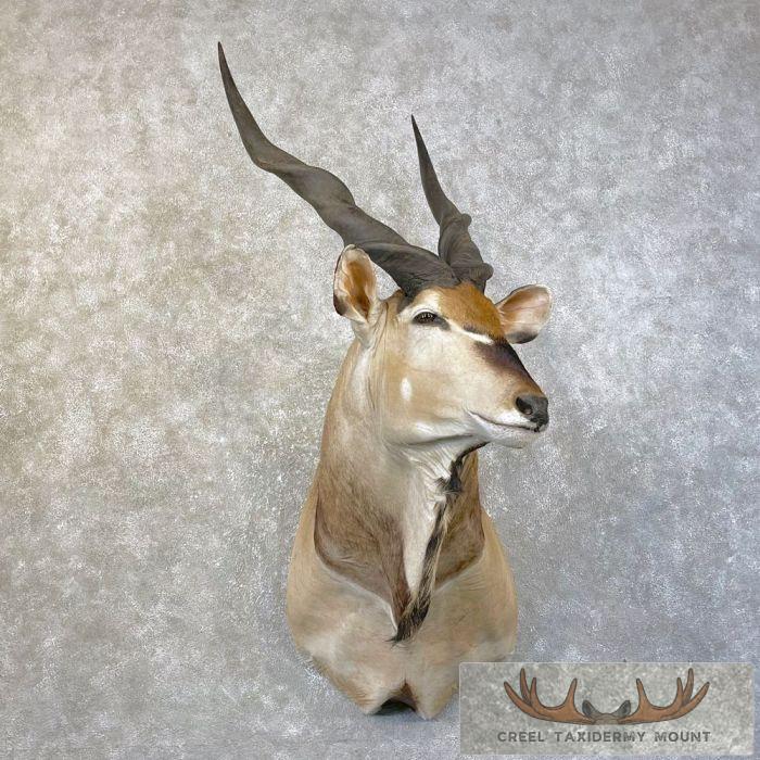 Lord Derby Giant Eland Taxidermy Shoulder Mount For Sale - Creel Taxidermy