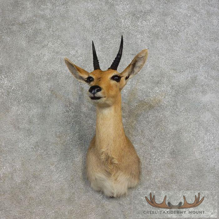 Common Reedbuck Taxidermy Shoulder Mount For Sale - Creel Taxidermy