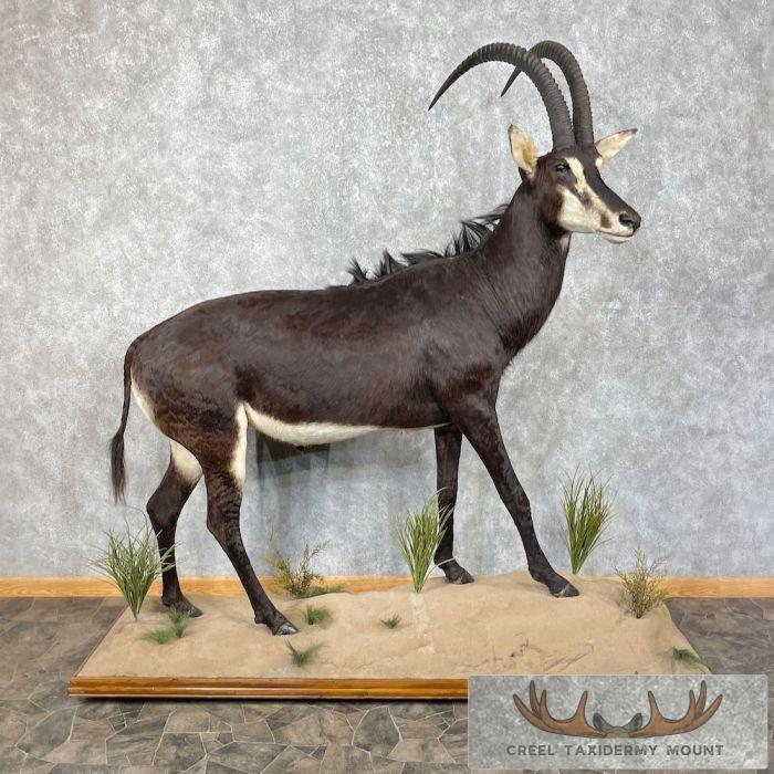 African Sable Antelope Life-Size Taxidermy Mount For Sale - Creel Taxidermy