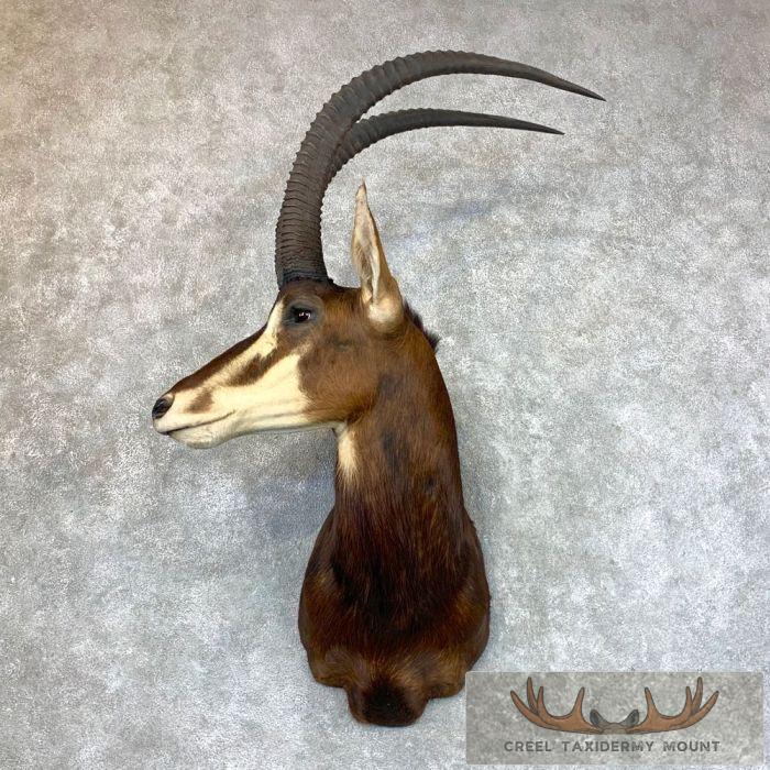 African Sable Antelope Taxidermy Shoulder Mount For Sale - Creel Taxidermy