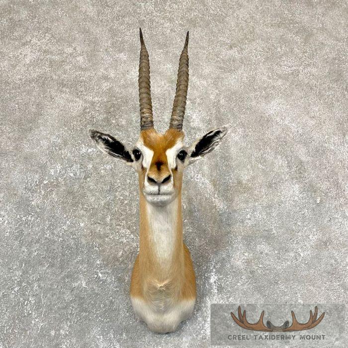 Thomson's Gazelle Taxidermy Shoulder Mount For Sale - Creel Taxidermy