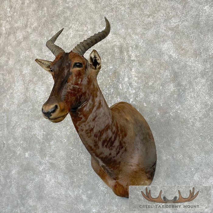 African Tsessebe Shoulder Taxidermy Mount For Sale - Creel Taxidermy