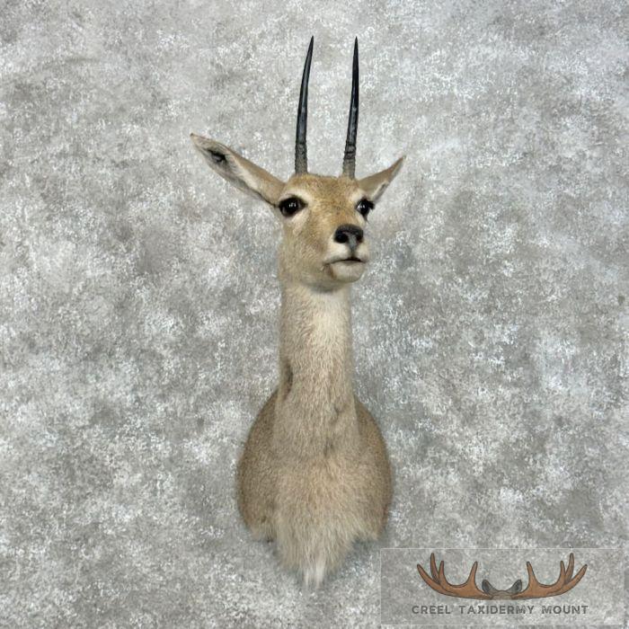 African Vaal Rhebok Taxidermy Shoulder Mount For Sale - Creel Taxidermy