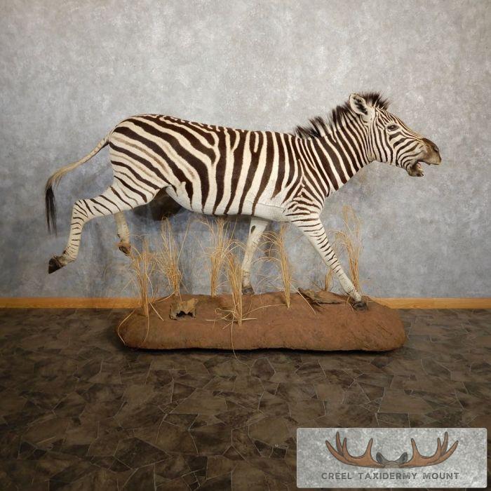 African Zebra Life Size Taxidermy Mount For Sale - Creel Taxidermy