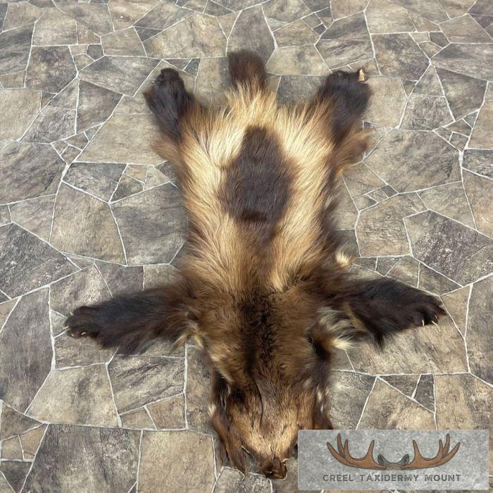 Alaskan Wolverine Tanned Hide For Sale - Creel Taxidermy