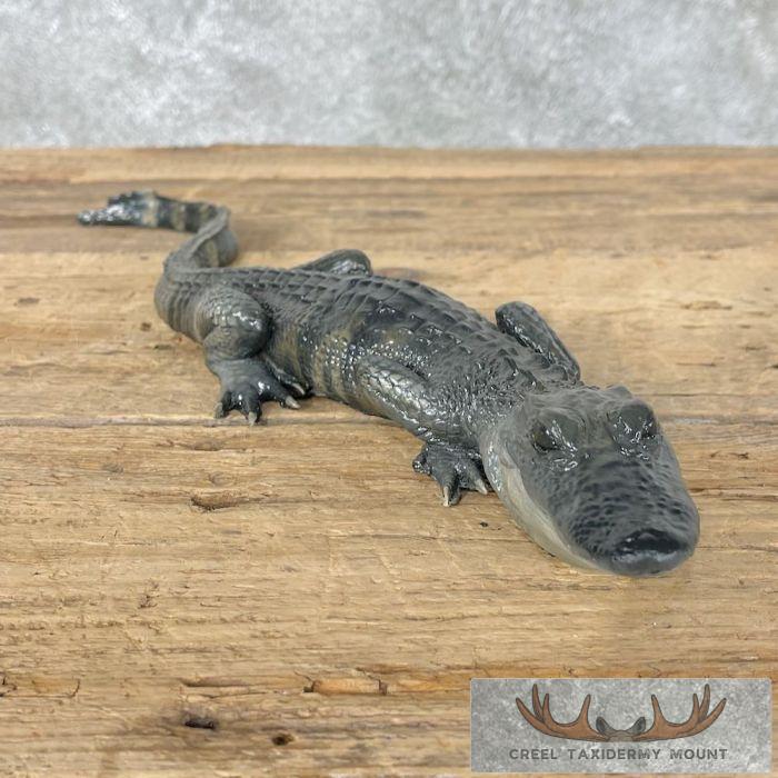 Alligator Replica Taxidermy Mount For Sale - Creel Taxidermy