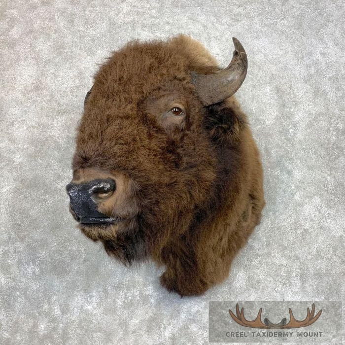 American Buffalo Taxidermy Shoulder Mount For Sale - Creel Taxidermy
