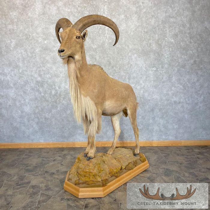 North American Aoudad Taxidermy Life-Size Mount For Sale - Creel Taxidermy