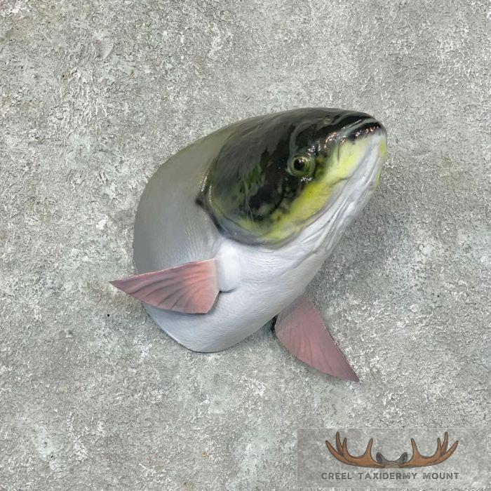 Asian Carp Shoulder Taxidermy Fish Mount For Sale - Creel Taxidermy
