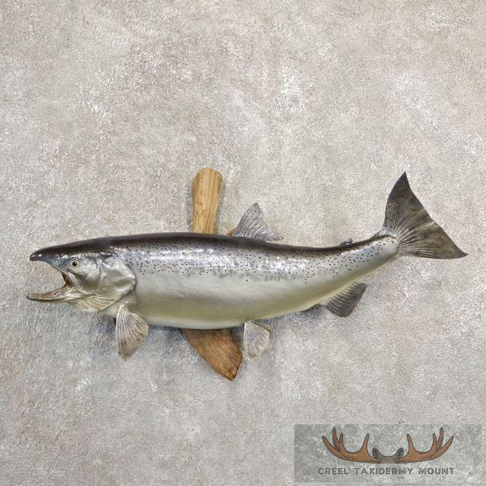 25" Atlantic Salmon Fish Mount For Sale - Creel Taxidermy