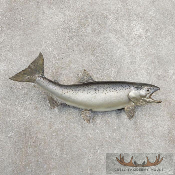 Atlantic Salmon Fish Mount For Sale - Creel Taxidermy
