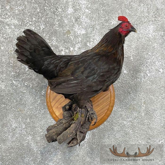 Bantam Chicken Hen Taxidermy Mount For Sale - Creel Taxidermy