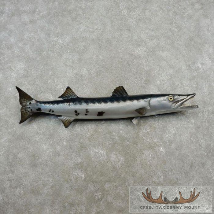 Barracuda Taxidermy Fish Mount For Sale - Creel Taxidermy