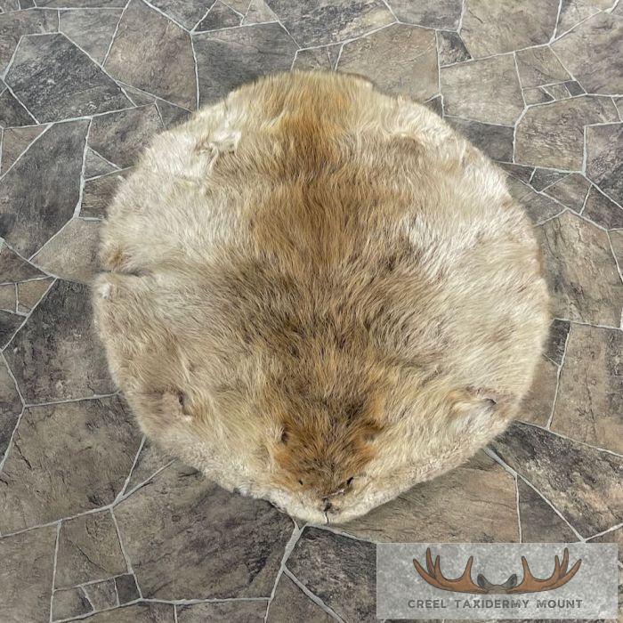Beaver Tanned Pelt Taxidermy For Sale - Creel Taxidermy