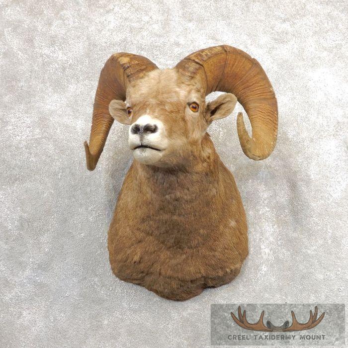 Bighorn Sheep Ram Head Taxidermy Shoulder Mount For Sale - Creel Taxidermy