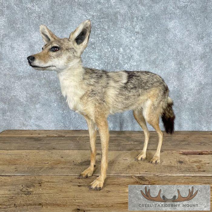 Black-Backed Jackal Life-Size Taxidermy Mount For Sale - Creel Taxidermy