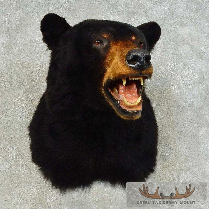 Black Bear Taxidermy Shoulder Mount For Sale - Creel Taxidermy