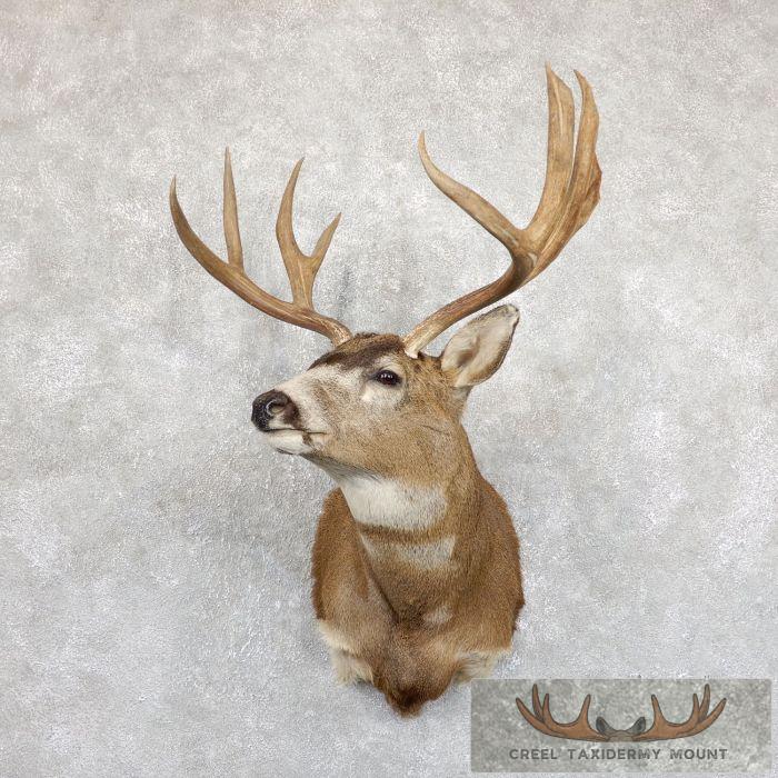 Columbian Blacktail Deer Shoulder Taxidermy Mount For Sale - Creel ...