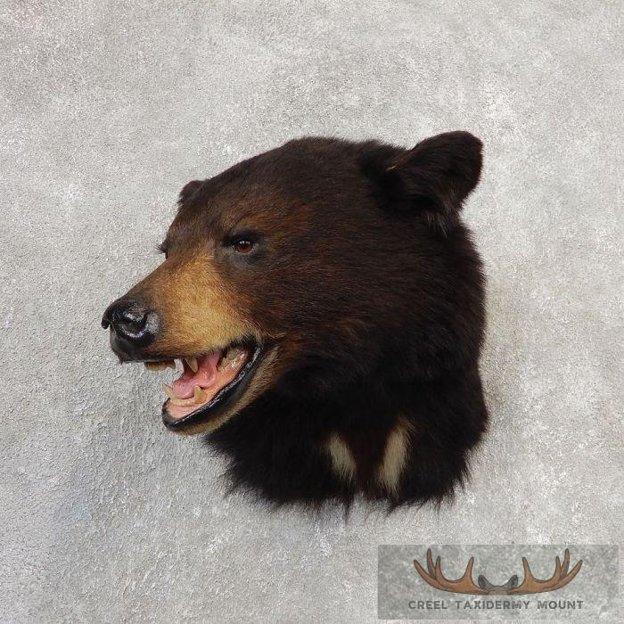 Black Bear Taxidermy Shoulder Mount For Sale - Creel Taxidermy
