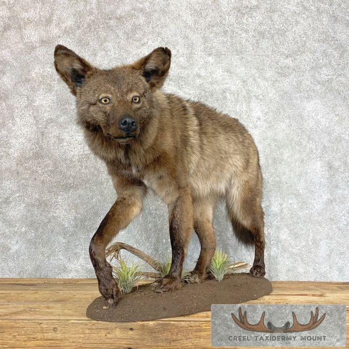 Black Coyote Life-Size Taxidermy Mount For Sale - Creel Taxidermy
