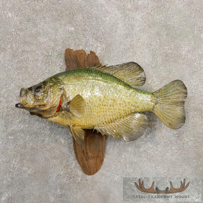 11" Black Crappie Fish Mount For Sale - Creel Taxidermy