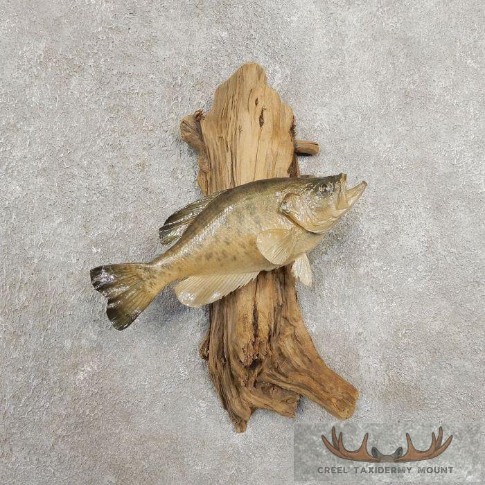 Black Crappie Taxidermy Fish Mount For Sale - Creel Taxidermy