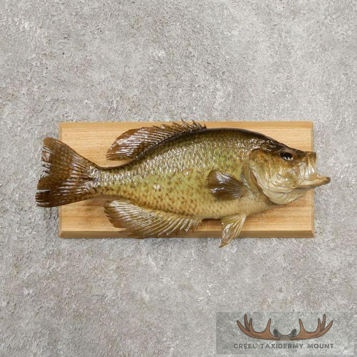 Black Crappie Taxidermy Fish Mount For Sale - Creel Taxidermy
