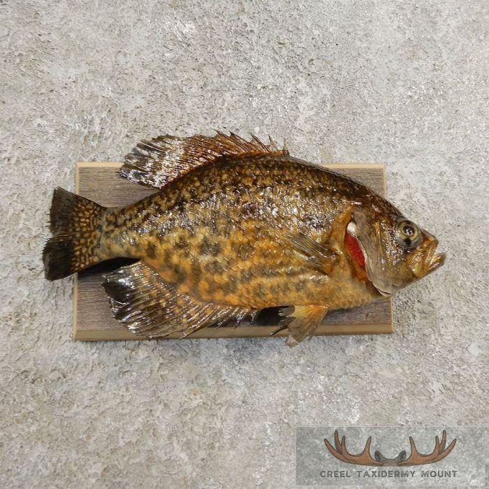 8.5" Black Crappie Taxidermy Fish Mount For Sale - Creel Taxidermy
