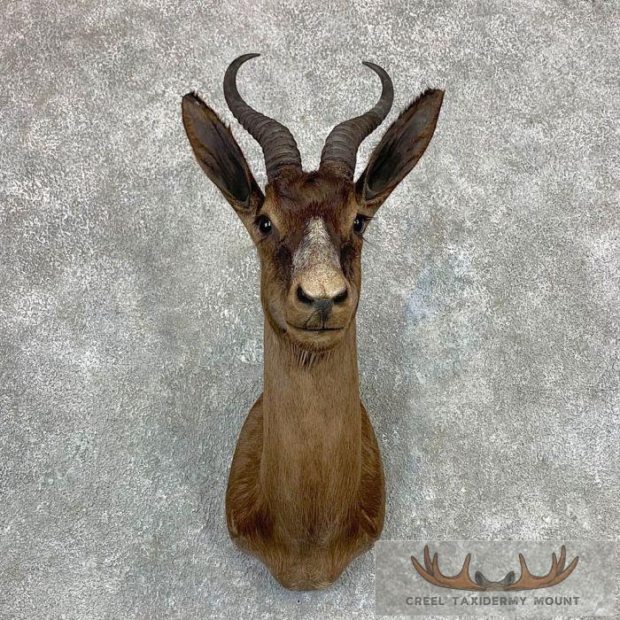 Black Springbok Taxidermy Shoulder Mount For Sale - Creel Taxidermy