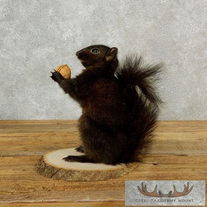 black fox squirrel mount