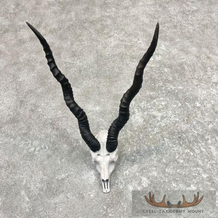 Blackbuck Skull & Horn European Taxidermy Mount For Sale - Creel Taxidermy