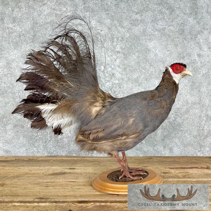 Blue-Eared Pheasant Taxidermy Bird Mount For Sale - Creel Taxidermy