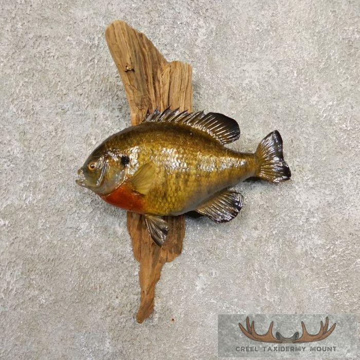 9" Bluegill Taxidermy Fish Mount For Sale - Creel Taxidermy