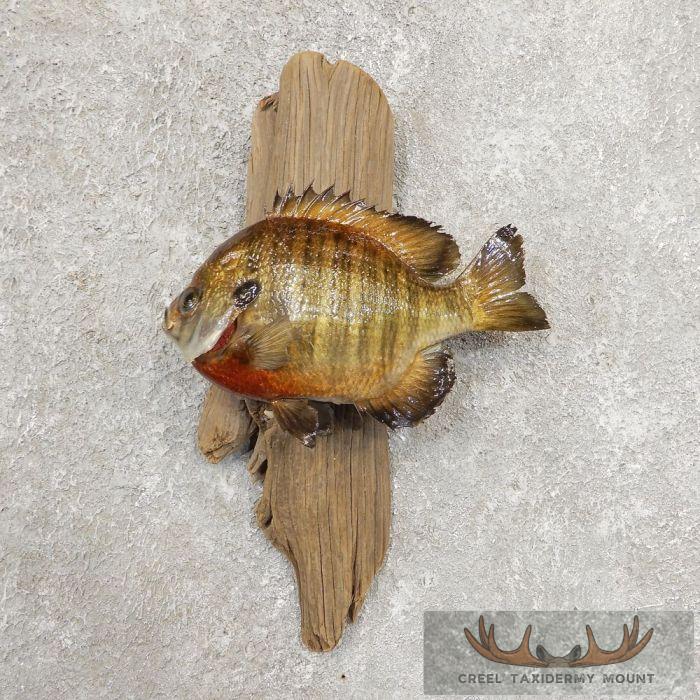8.25" Bluegill Taxidermy Fish Mount For Sale - Creel Taxidermy