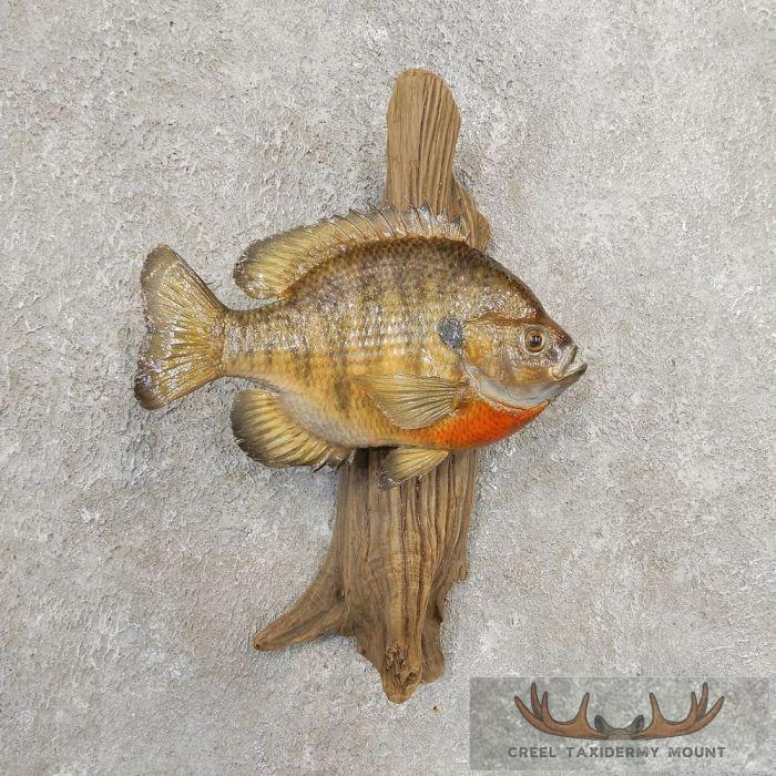 Bluegill Taxidermy Fish Mount For Sale - Creel Taxidermy