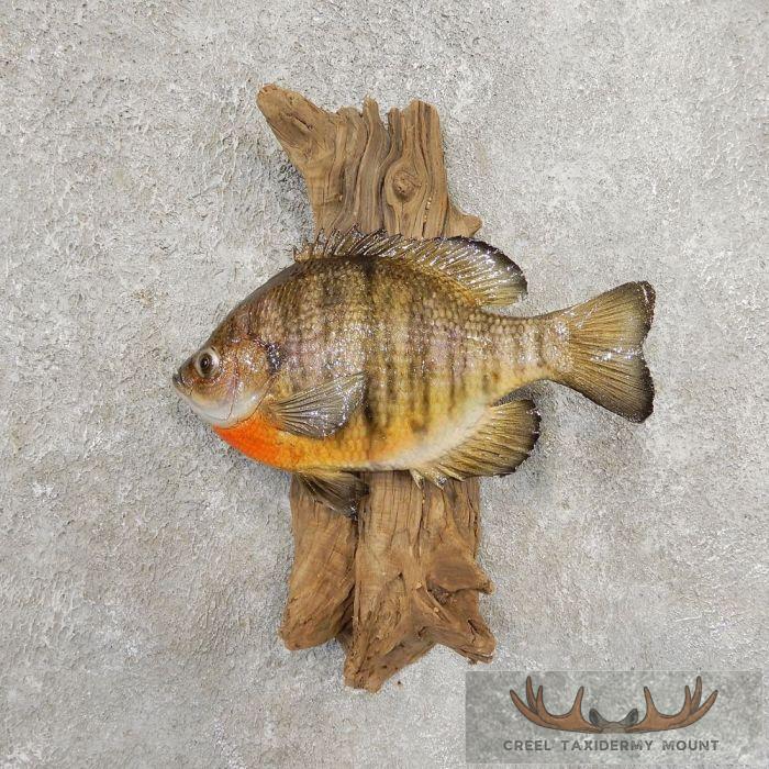 8.5" Bluegill Taxidermy Fish Mount For Sale - Creel Taxidermy