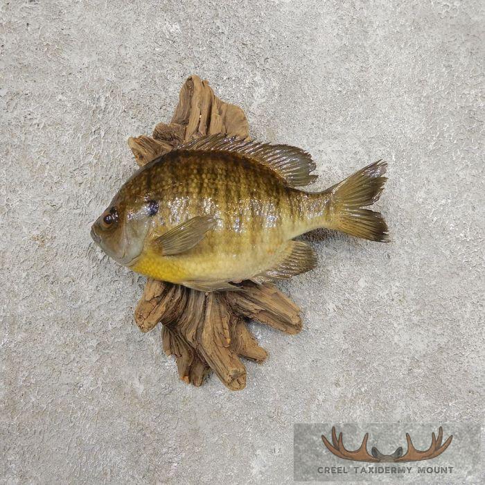 9" Bluegill Taxidermy Fish Mount For Sale - Creel Taxidermy