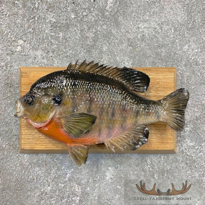 9.25" Bluegill Taxidermy Fish Mount For Sale - Creel Taxidermy